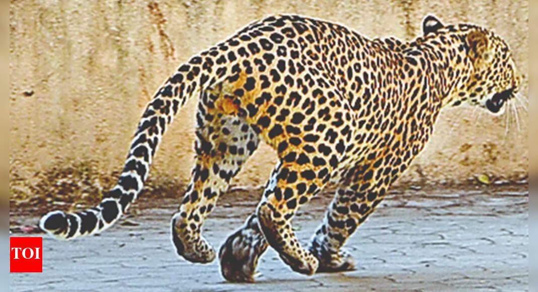Himachal’s Killer Leopard To Be Caged For Life: Rights Panel | Shimla ...