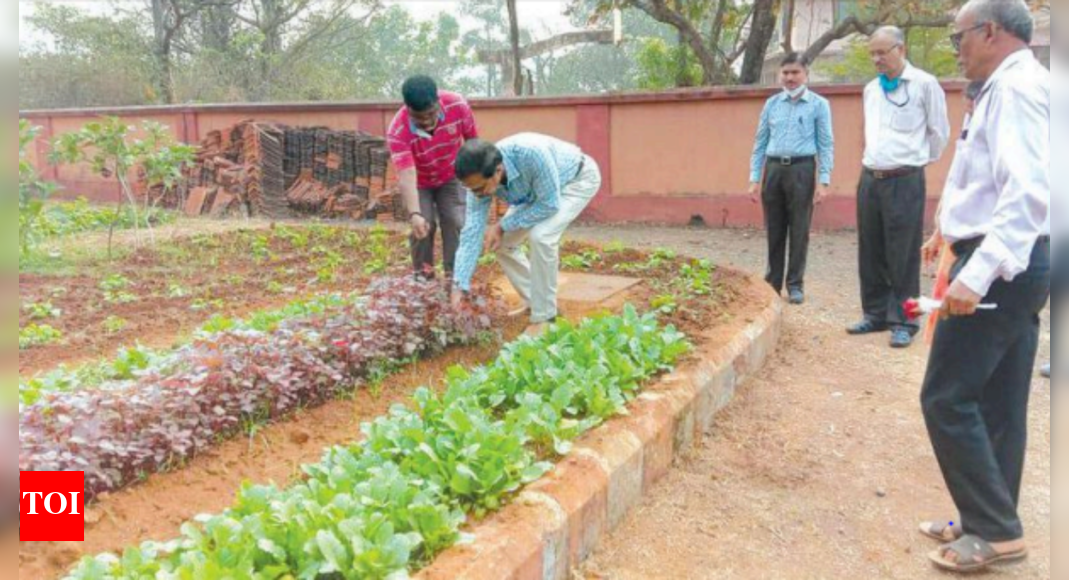 Goa University’s green initiative boosts growth of local vegetable ...