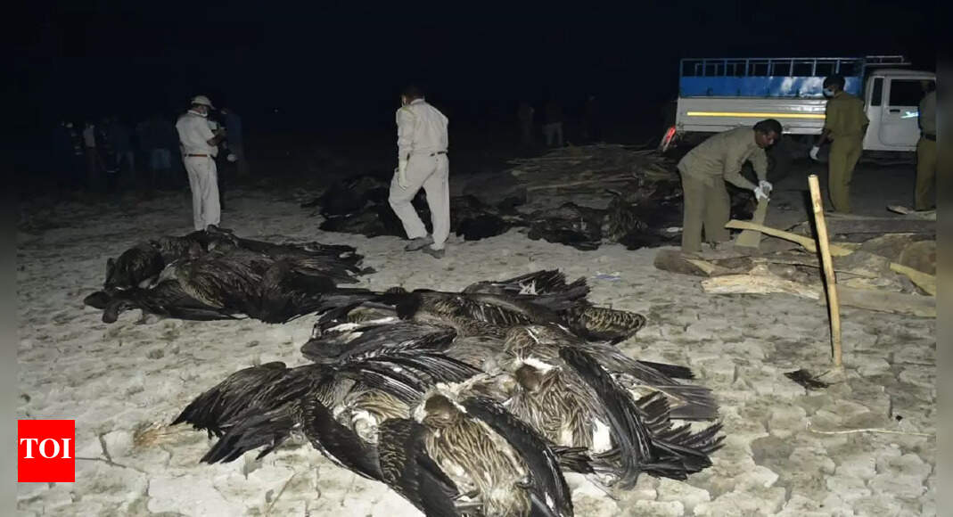 Assam: Poisoned carcass kills 100 vultures in Kamrup; 11 rescued ...