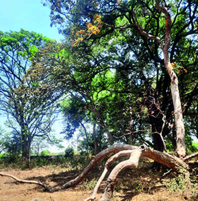 Himayat Bagh: Forest Dept Ignores Hc’s Heritage Tag Order For Himayat ...
