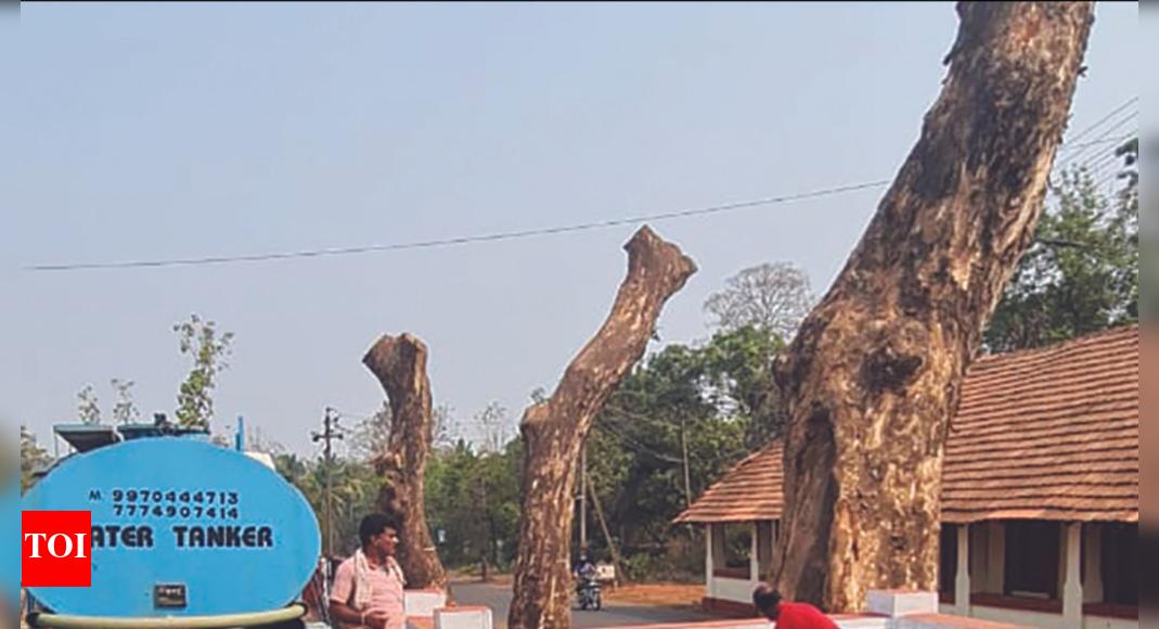 Goa: Carambolim rain trees show signs of life, sprout again | Goa News ...