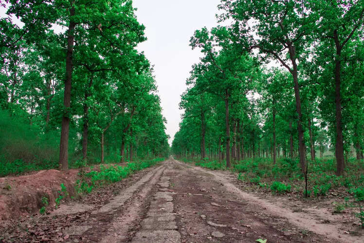 International Day of Forests 2022: A look at India's amazing forests ...