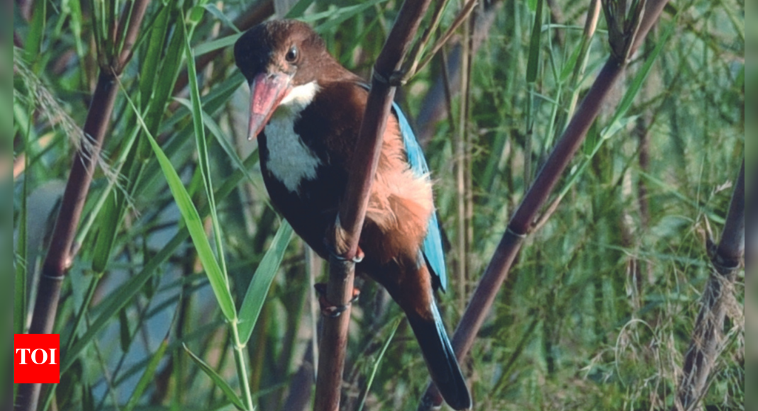 Biodiversity count: 23,907 birds of 159 species seen in Delhi | Delhi ...