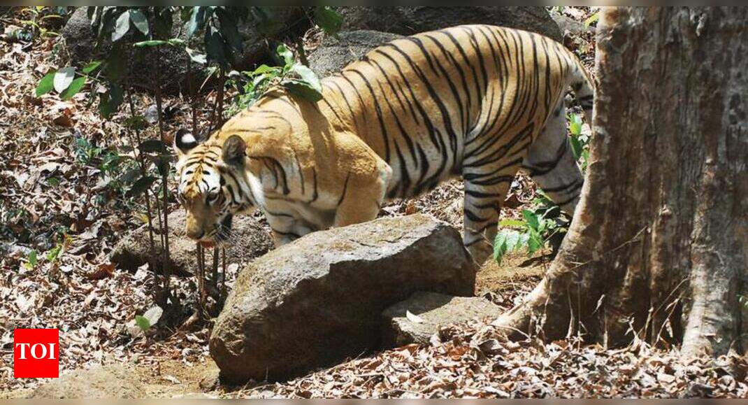 Bondla zoo likely to get a tiger soon | Goa News - Times of India