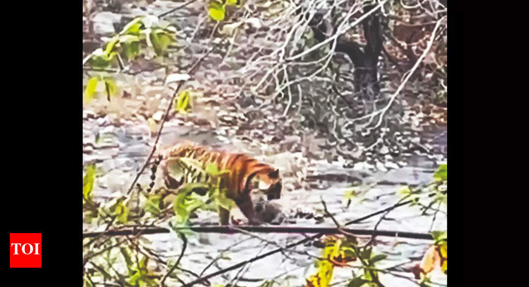Tiger, Leopard Fight Enthrals R’bore Visitors | Jaipur News - Times of ...