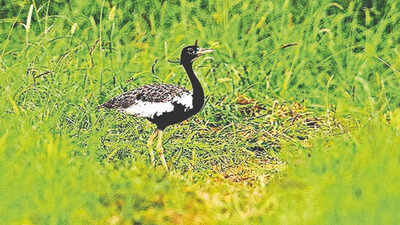 On Verge Of Extinction: 61 Lesser Floricans Left In Guj | Ahmedabad ...