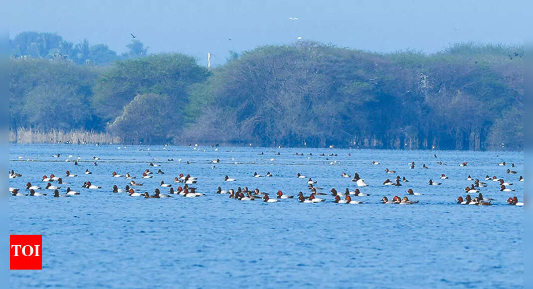 2,500 Of Migrant Duck Species At Parandur Lake | Chennai News - Times ...