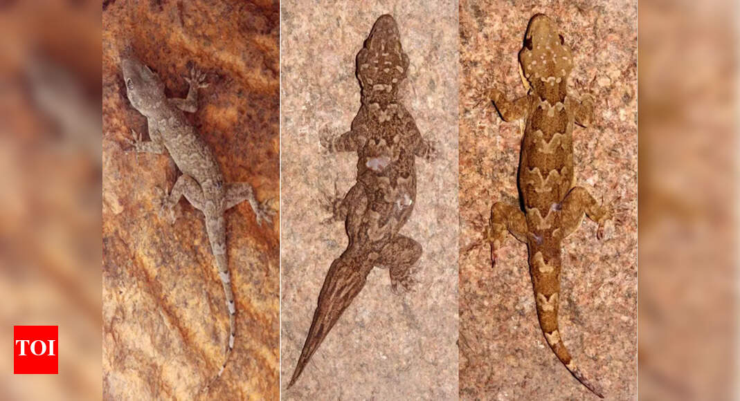 Osmania researchers discover three new lizard species - Times of India