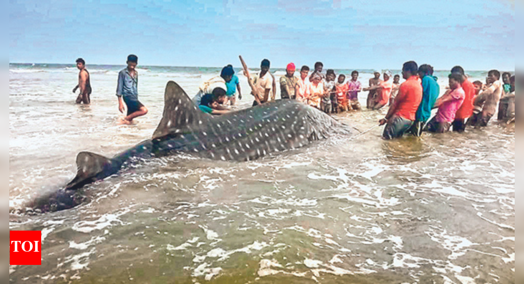 Stranded Whale Shark Released Back Into Sea | Visakhapatnam News - The ...