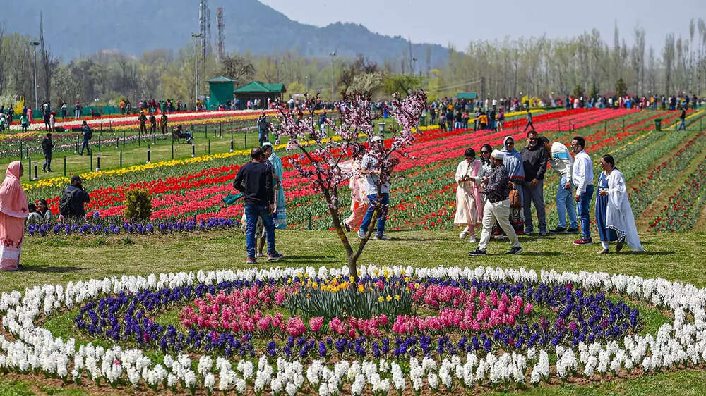 Photos of Asia's largest tulip garden in Srinagar | The Times of India