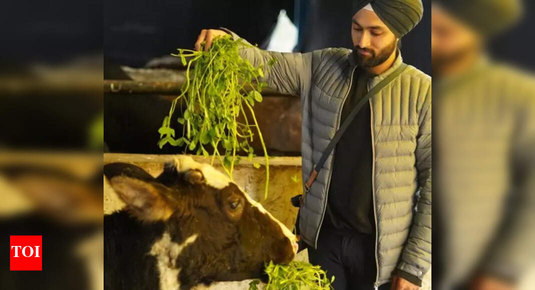 Punjab: Activists seek Bhagwant Mann’s help for stray cow protection ...
