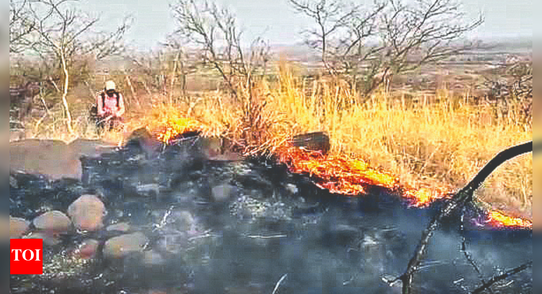 Fire In Mitiyala Sanctuary Again | Rajkot News - Times of India