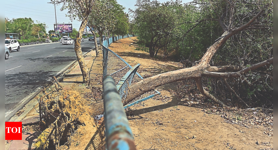Dnd: Save Fallen Trees On Dnd: Commuters To Authorities | Noida News ...