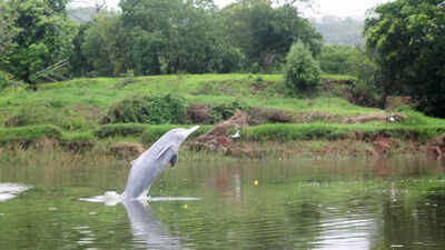 Central body recommends designation of October 5 as 'National Dolphin ...