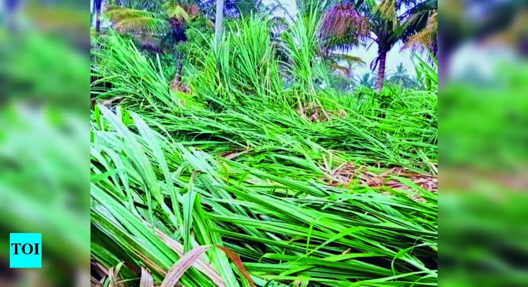 Rain, Whirlwind Damage 10 Acres Of Sugarcane Crop | Coimbatore News ...