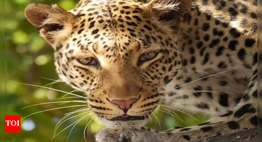 Dibrugarh: Leopard Captured At Chabua Air Base | Guwahati News - Times ...