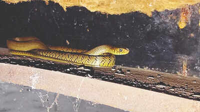 Ghatkopar: Snake Goes To Ghatkopar School, Prefers Being A Backbencher ...