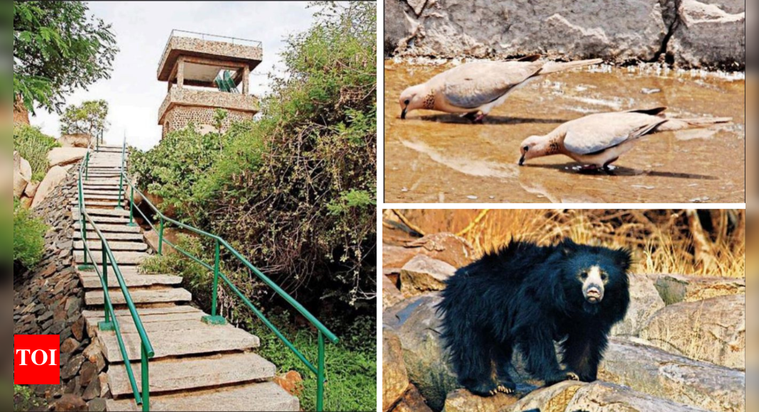 Toranagallu: Karnataka: Daroji, Toranagallu forests to get facelift ...