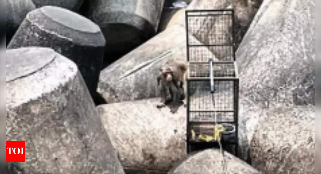 Andhra Pradesh: Monkey rescued after 3 months of 'castaway' life in sea ...