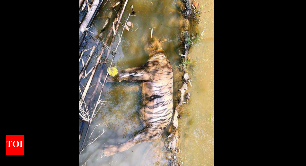In a first, tiger dies of injuries caused due to defunct radio collar ...