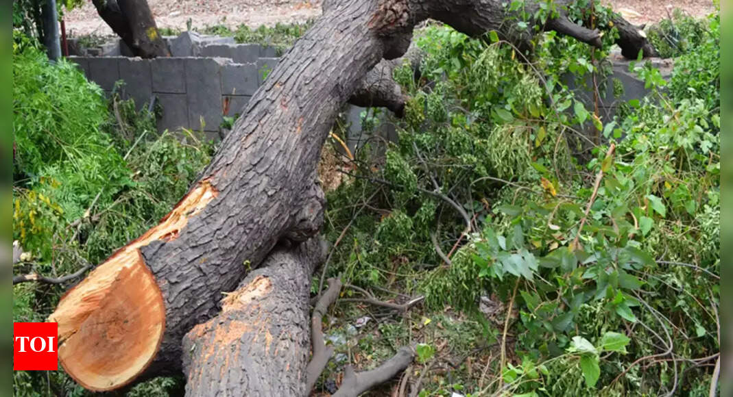 Over 1 lakh trees cut to build roads in Karnataka in 4 years ...