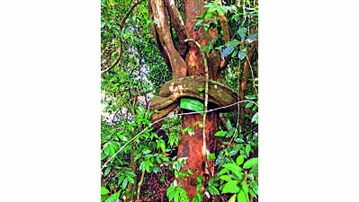 Ponnakudam Temple In Thevakkal: Study Identifies 400 Plant Species In ...