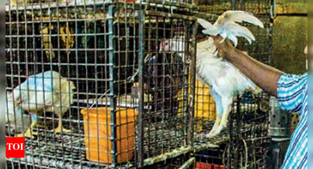 Ensure animals are mandatorily 'stunned' before slaughtering for meat ...