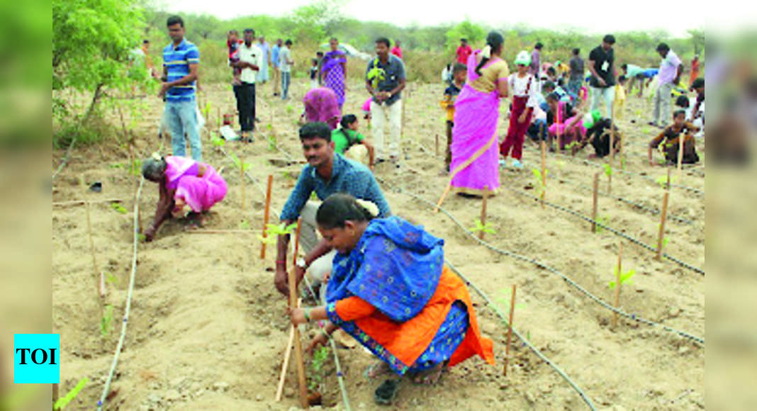 3,000 Saplings Planted | Coimbatore News - Times of India
