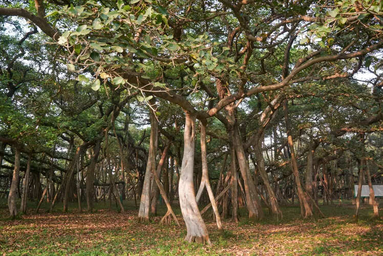 World Largest Banyan Tree