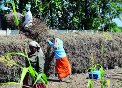 Gumla: Gumla Eyes Ragi Cultivation To Tackle Malnourishment | Ranchi ...
