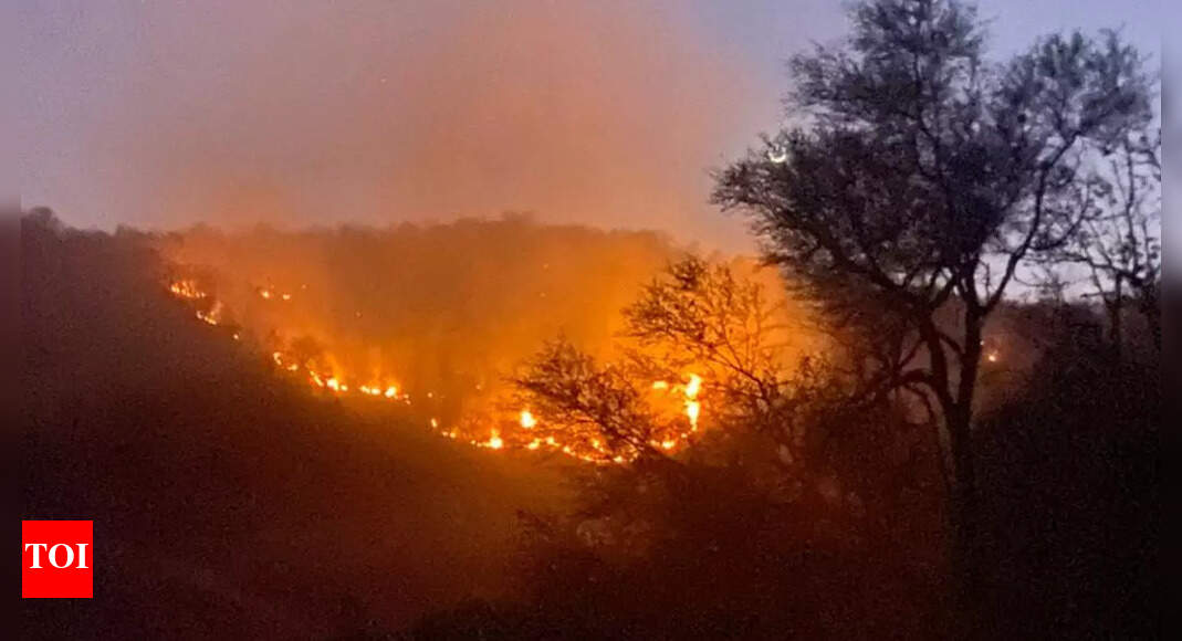 Fire chars 2k hectares of Sariska | India News - Times of India