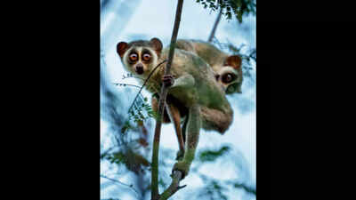 Finding a home for the reclusive slender loris in Tamil Nadu | Chennai ...