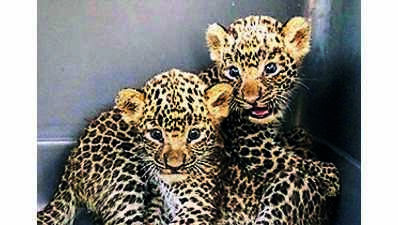 Junnar: Four Leopard Cubs Reunited With Mother | Pune News - Times of India