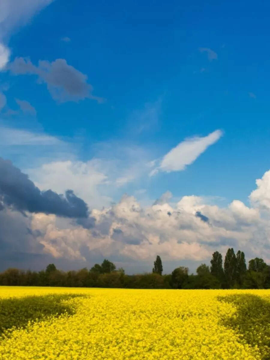 Popular Ukrainian proverbs on life and wisdom | Times of India
