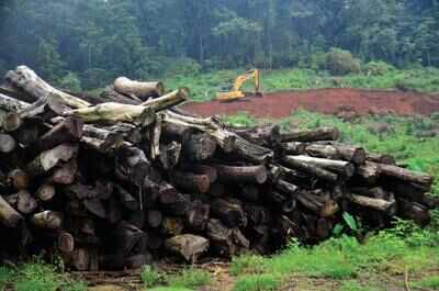 Realign power lines to save Mollem forest: SC to Tamnar | Goa News ...