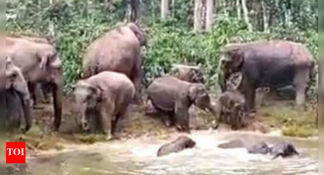 Karnataka: Elephant menace afflicts people of Hassan | Mysuru News ...