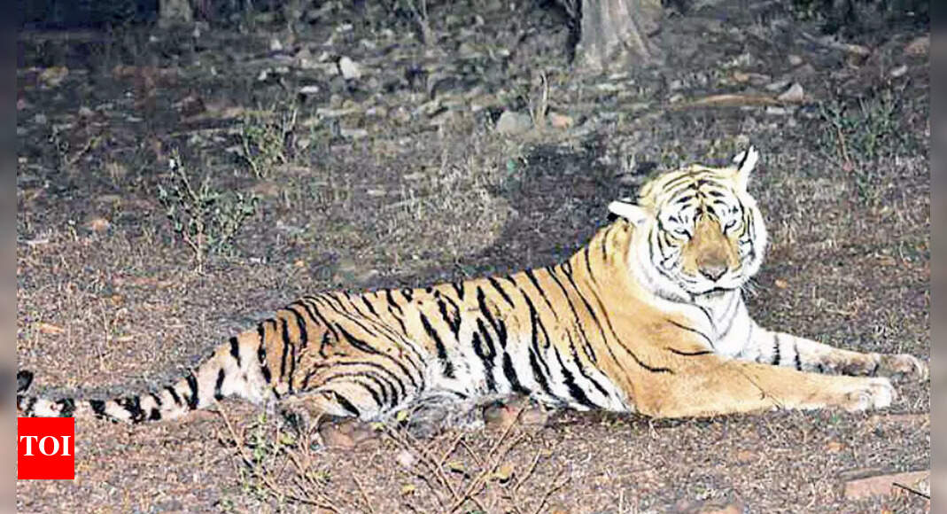 13 Tigers Missing From R’bore In 3 Yrs, Panel To Probe Into It | Jaipur ...