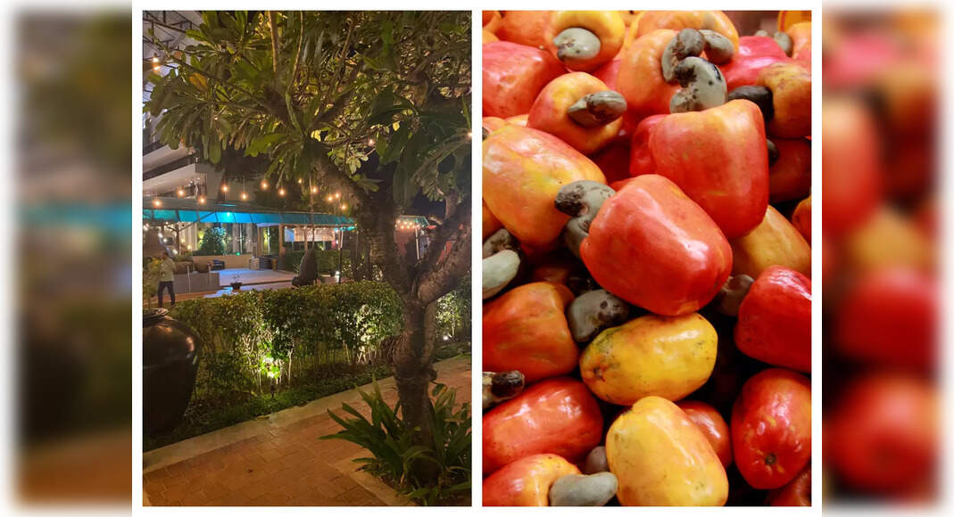 Cashew Harvest Tour at Novotel Goa Resort & Spa – Food & Recipes