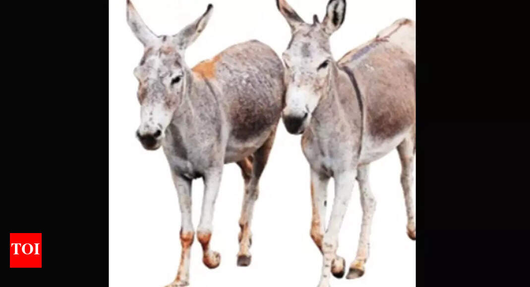 Study finds many socio-economic benefits to replacing donkeys in brick ...