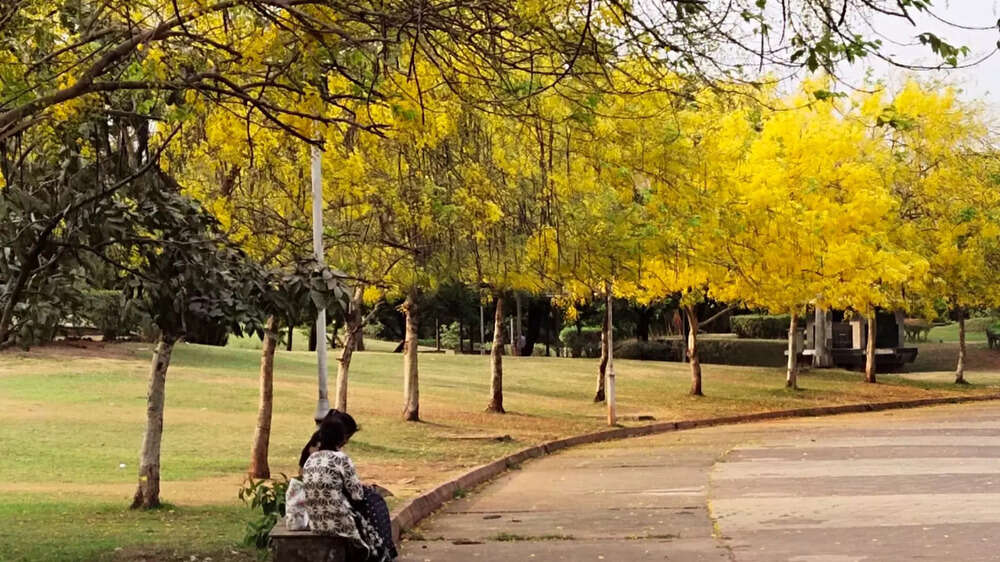 In Pics: Mumbai is tree city of the world | The Times of India