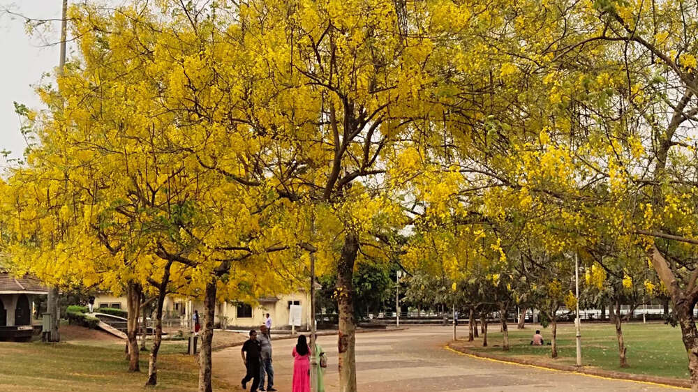 In Pics: Mumbai is tree city of the world | The Times of India