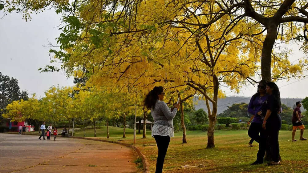 In Pics: Mumbai is tree city of the world | The Times of India