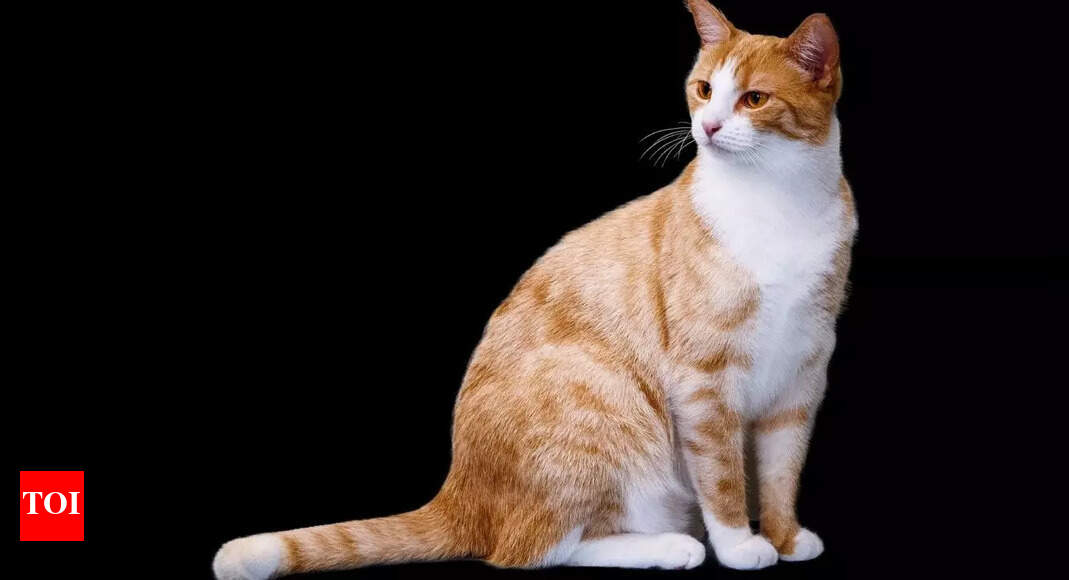 Navi Mumbai: Electrocuted cat's body not removed from DP box for a year ...