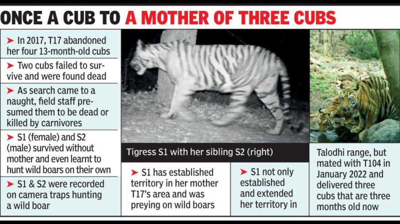 Tiger Life Cycle Stages