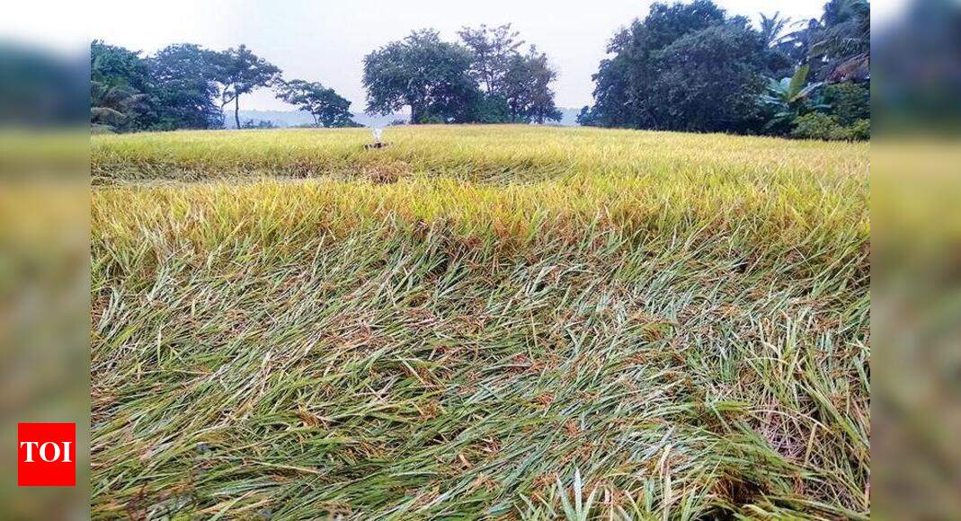 Unseasonal rain affects 50% of paddy crops | Goa News - Times of India