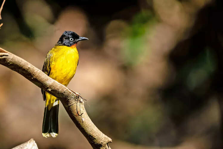 Things to do in Goa in summer | Times of India Travel