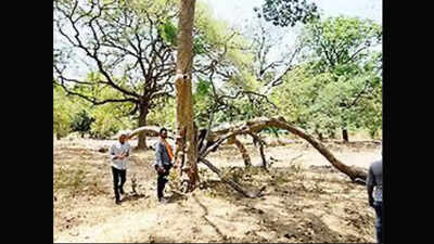 Tree Census Begins At Himayat Bagh | Aurangabad News - Times of India
