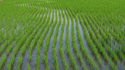 Vzm To Take Up Crops That Need Less Water | Visakhapatnam News - Times ...