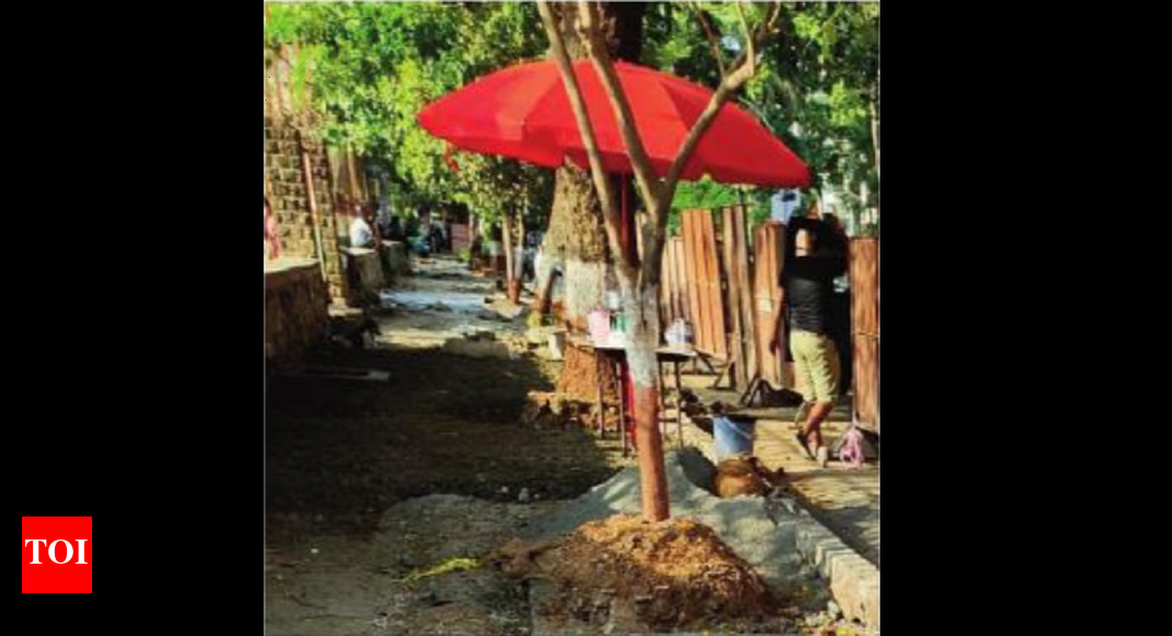 Mumbai: Now, BMC’s footpath work damages trees near Ruia College ...