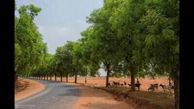 Villagers turn dusty road into a verdant paradise to honour lift ...